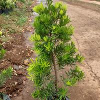 Jual Pohon Lohansung Terbaik - Harga Murah Januari 2025 & Cicil 0%