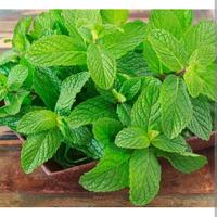 Jual Daun Mint Segar Terdekat - Harga Murah & Grosir Juni 2024