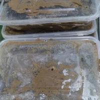 Jual Cacing Nipah Terlengkap & Terbaik - Harga Murah Juni 2024