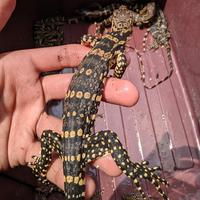 Jual Baby Biawak Terlengkap - Harga Murah Januari 2023 & Cicil 0%