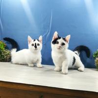 Jual Munchkin Kucing Terlengkap & Terbaik - Harga Murah April 2024