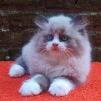 Jual Ragdoll Murah - Harga Terbaru Mei 2025