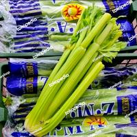 Celery Harga Termurah - Pilihan Favorit