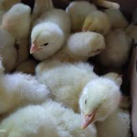 Jual Doc Ayam Broiler Terdekat - Harga Murah & Grosir Mei 2024