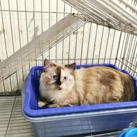 Jual Kucing Ragdoll Terlengkap & Terbaik - Harga Murah Maret 2023