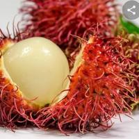 Jual Buah Rambutan Terdekat - Harga Murah & Grosir April 2024