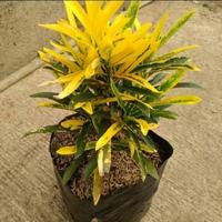 Jual Tanaman Puring Terbaik - Harga Murah April 2024 & Cicil 0%