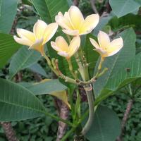 Jual Bunga Kamboja Kuning Terlengkap - Harga Murah & Grosir Mei 2024