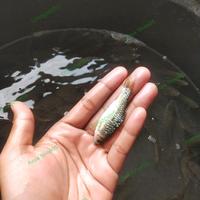 Jual Ikan Wader Terdekat - Harga Murah & Grosir Juni 2024