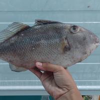 Jual Ikan Etong Terdekat - Harga Murah & Grosir Juni 2024