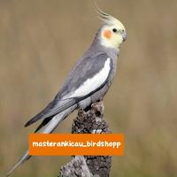 Jual Falk Australia Terlengkap & Terbaik - Harga Murah Mei 2024