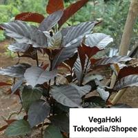 Jual Tanaman Daun Ungu Terbaik - Harga Murah Maret 2024 & Cicil 0%