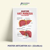 Review Poster Kesehatan Anatomi Hati Liver Anatomy | Tokopedia