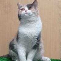 Jual Kucing Bsh Terlengkap & Terbaik - Harga Murah Agustus 2025