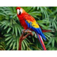 Review Telur Burung Scarlet Macaw Burung Hias Hasil Ternak Telur Fertil ...