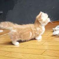 Kucing Munchkin Harga Termurah - Kualitas Terbaik