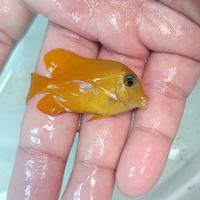 Jual Aquarium Ikan Laut Hias Terlengkap & Terbaik - Harga Murah ...