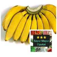 Pisang Raja Segar Berkualitas, Harga Termurah! November 2024