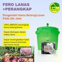 Jual Feromon Februari 2024 Harga Termurah - Cicil 0% 3x di Tokopedia