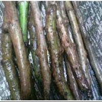 Review Bibit stek batang pohon insulin (kipahit) stek batang tanaman ...