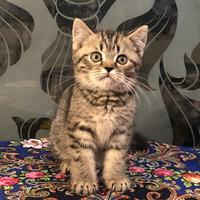 Kucing Munchkin Harga Termurah - Kualitas Terbaik