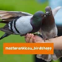 Jual Sepasang Merpati Terlengkap & Terbaik - Harga Murah April 2024