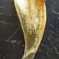 Jual Bibir Ikan Kering April 2024 Harga Termurah - Cicil 0% 3x di Tokopedia
