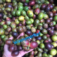 Jual Buah Ulin Terlengkap - Harga Murah Desember 2022