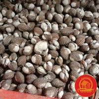 Kerang Dara Segar Termurah Januari 2024