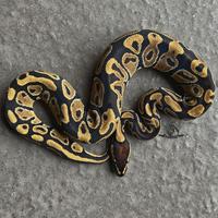 Jual Ular Dipong Terlengkap & Terbaik - Harga Murah Januari 2024