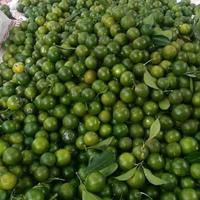 Jual Jeruk 1kg Murah - Harga Terbaru 2025