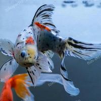 Jual Ikan Komet Slayer Terlengkap & Terbaik - Harga Murah Maret 2023