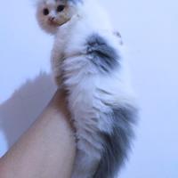 Kucing Munchkin Harga Termurah - Kualitas Terbaik