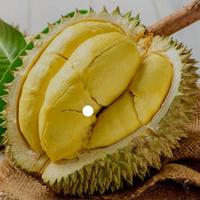 Jual Durian Cane Terdekat - Harga Murah & Grosir Agustus 2025