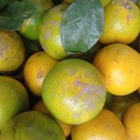 Jual Jeruk Baby Java Murah - Harga Terbaru April 2024