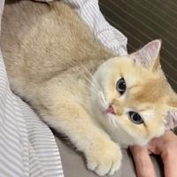 Jual Kucing Bsh Terlengkap & Terbaik - Harga Murah Desember 2024