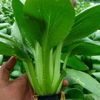 Pakcoy Harga Termurah & Grosir Februari 2025 - Tokopedia