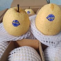 Jual Pear Madu Terdekat - Harga Murah & Grosir Mei 2025