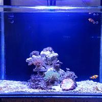 Jual Aquarium Air Laut Set Terlengkap & Terbaik - Harga Murah Mei 2024