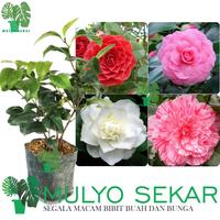 Jual Bunga Hidup Terlengkap - Harga Murah & Grosir April 2024