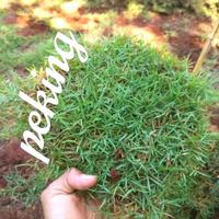 Jual Rumput Makam Murah - Harga Terbaru 2024