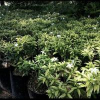 Jual Tanaman Rombusa Terbaik - Harga Murah Maret 2024 & Cicil 0%