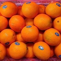 Jual Jeruk Sunkist Navel Murah - Harga Terbaru 2024