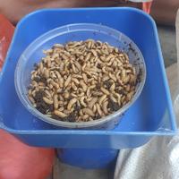 Jual Maggot Hidup Murah - Harga Terbaru 2025