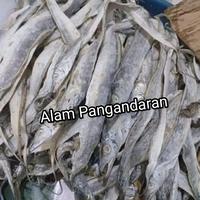 Jual Ikan Layur Terdekat - Harga Murah & Grosir Maret 2024