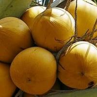 Jual Buah Kelapa Gading Terdekat - Harga Murah & Grosir Mei 2024