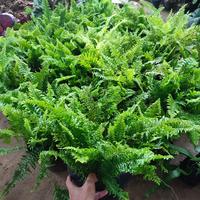 Jual Pakis Boston Terbaik - Harga Murah Mei 2025 & Cicil 0%