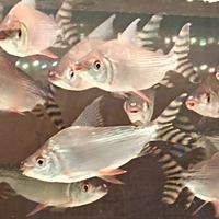 Jual Ikan Feifeng Terlengkap & Terbaik - Harga Murah Juni 2024