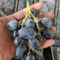 Jual Anggur Autumn Terdekat - Harga Murah & Grosir Juli 2025