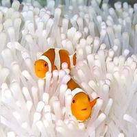 Jual Ikan Nemo Air Tawar Terlengkap & Terbaik - Harga Murah Februari 2023